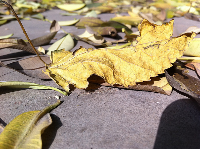 Crunchy leaf | MagicDaizy | Blipfoto