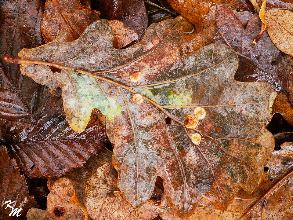 Damp leaves | KevinMaskell | Blipfoto