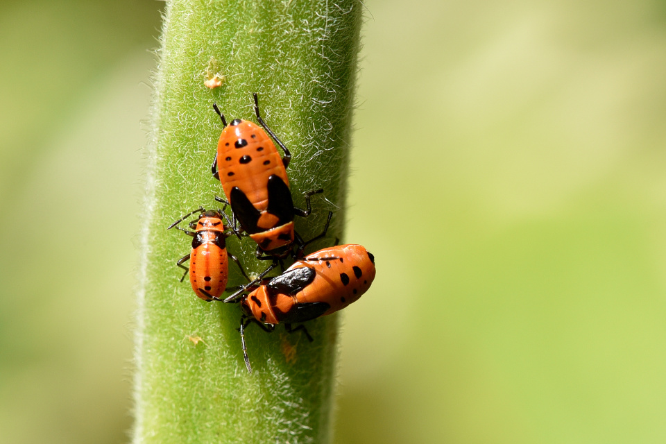 Bug Bubble | dbifulco | Blipfoto