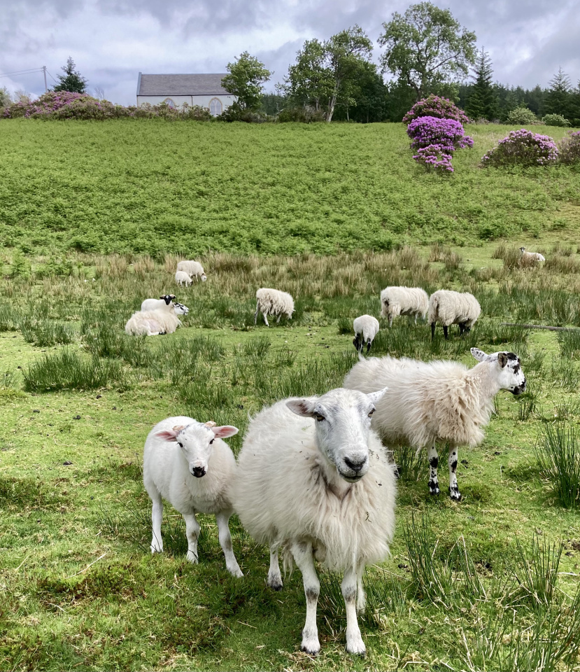 The lambs grow so quickly. | julie2014 | Blipfoto