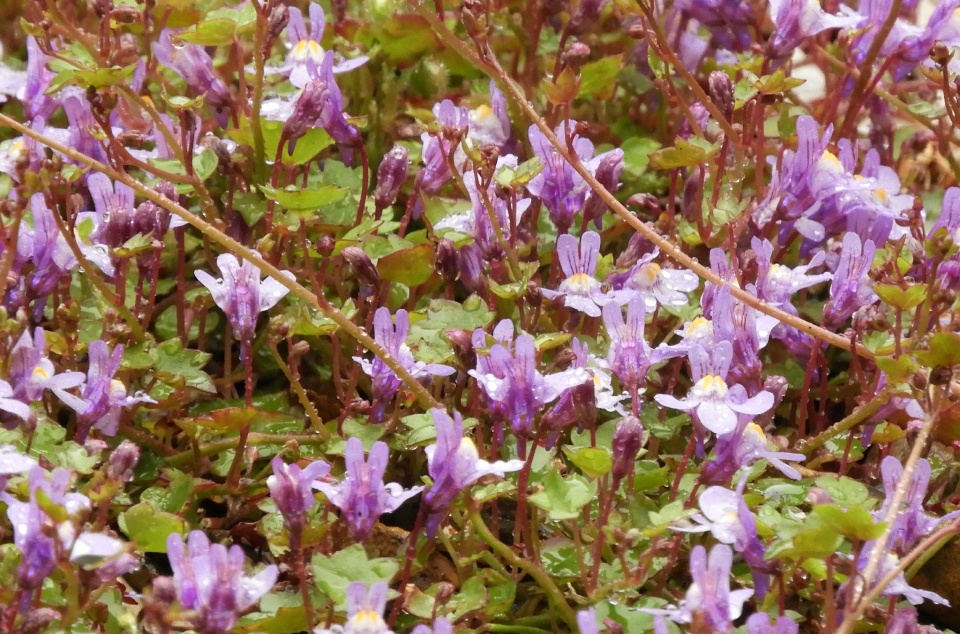 Damp day | Tigger101 | Blipfoto