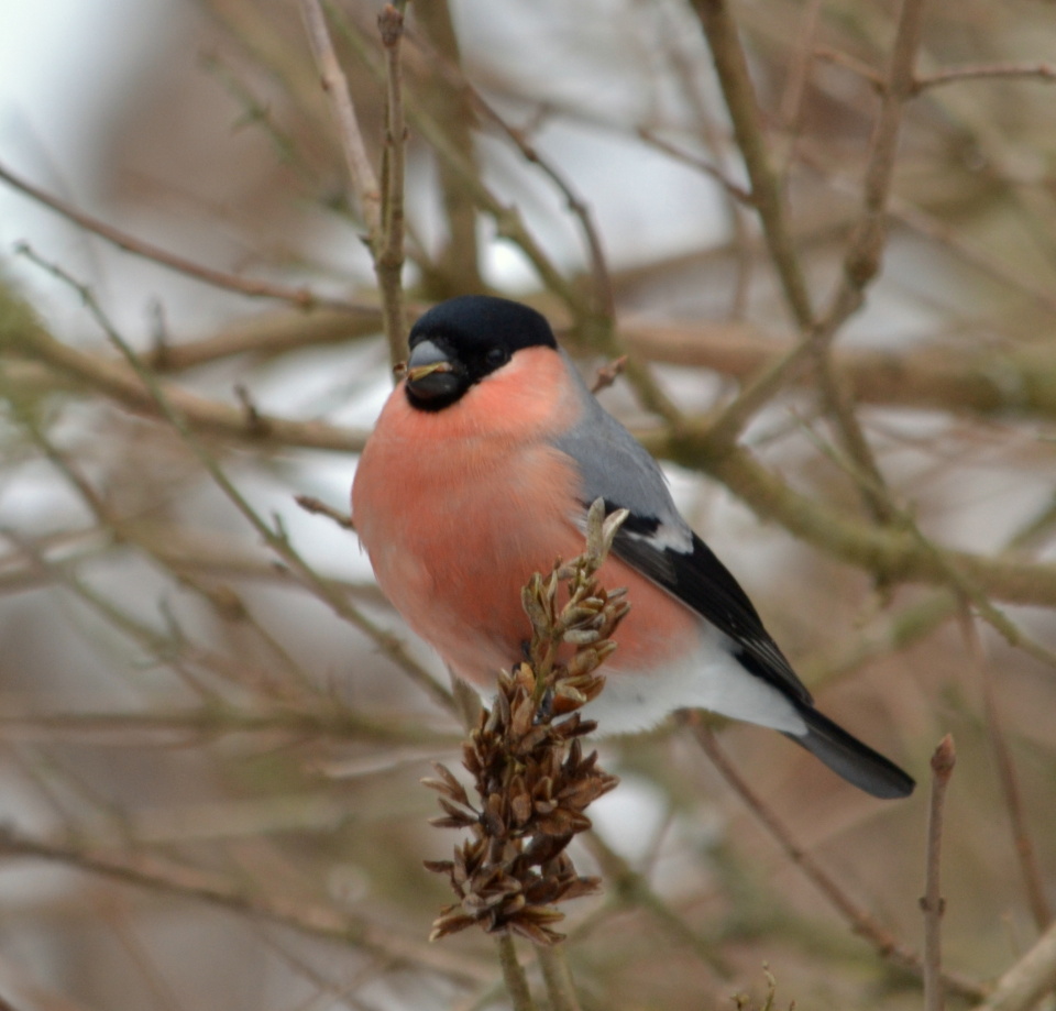 Punatulkku, Pyrrhula pyrhula | leah | Blipfoto