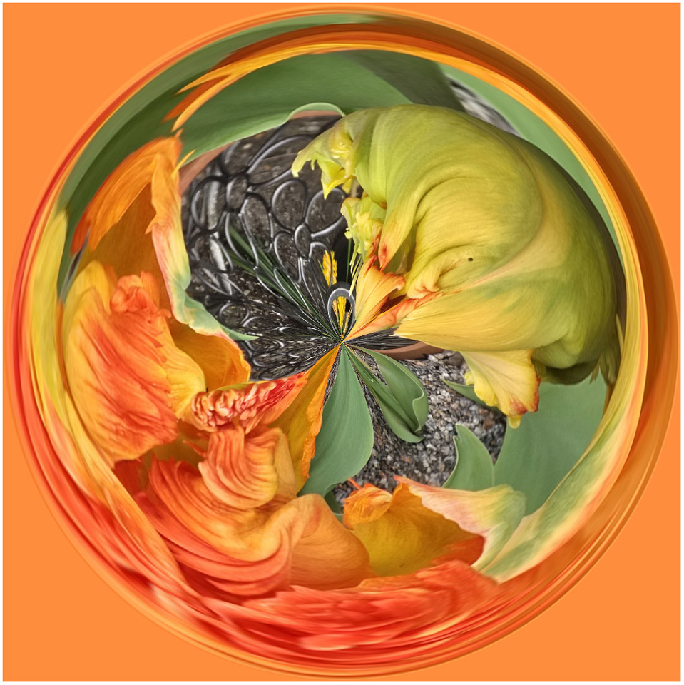 Orange Delight | Terrifo | Blipfoto