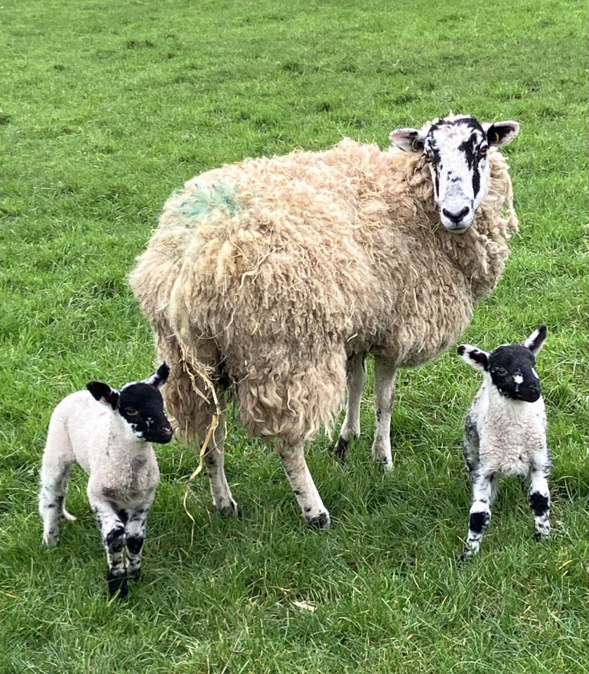 Lamb walk | PollenandSula | Blipfoto