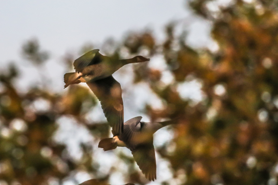 Birds In Leaves | MsQuizzical | Blipfoto