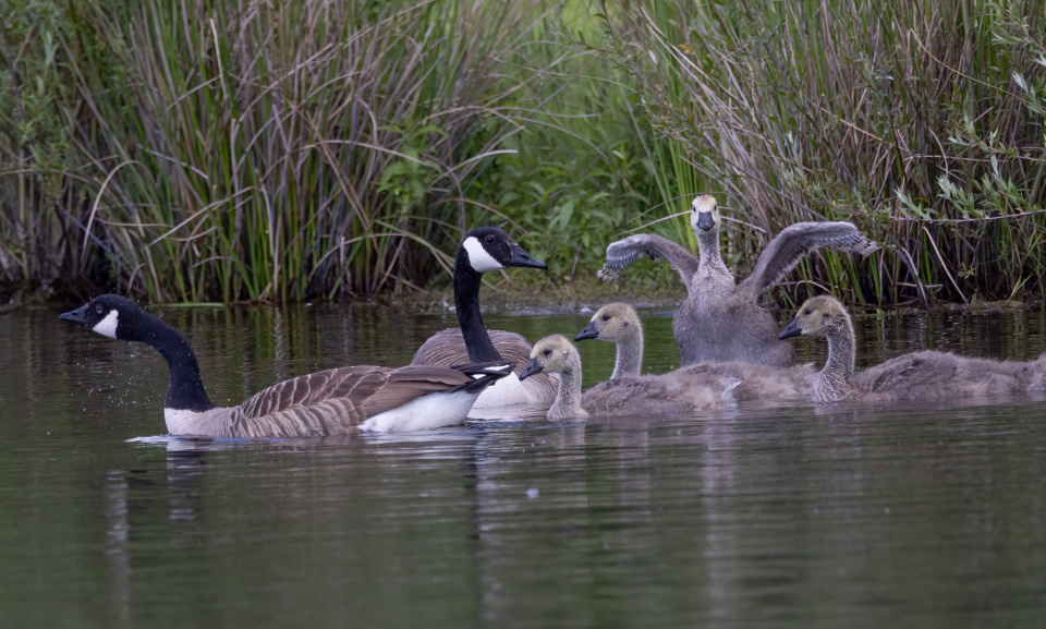 In a Flap | Hillyblips | Blipfoto