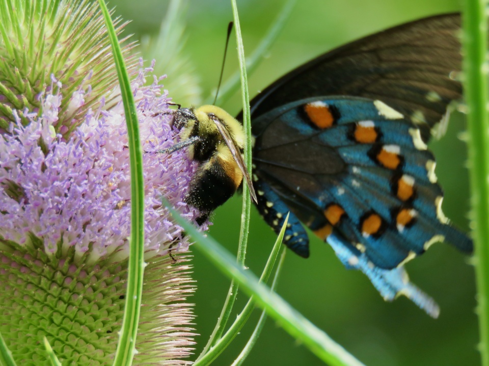 Bumblebee, in its Coat of Many Colors | GirlWithACamera | Blipfoto