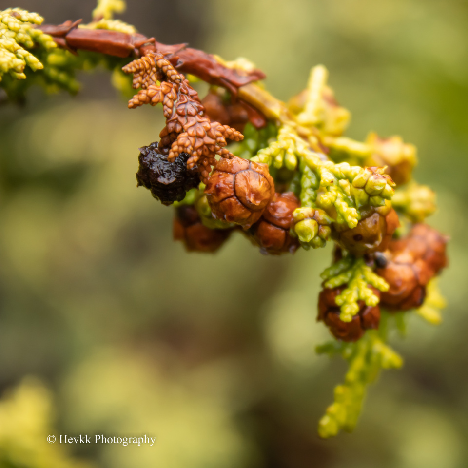 Little Conifer | Hevkk | Blipfoto