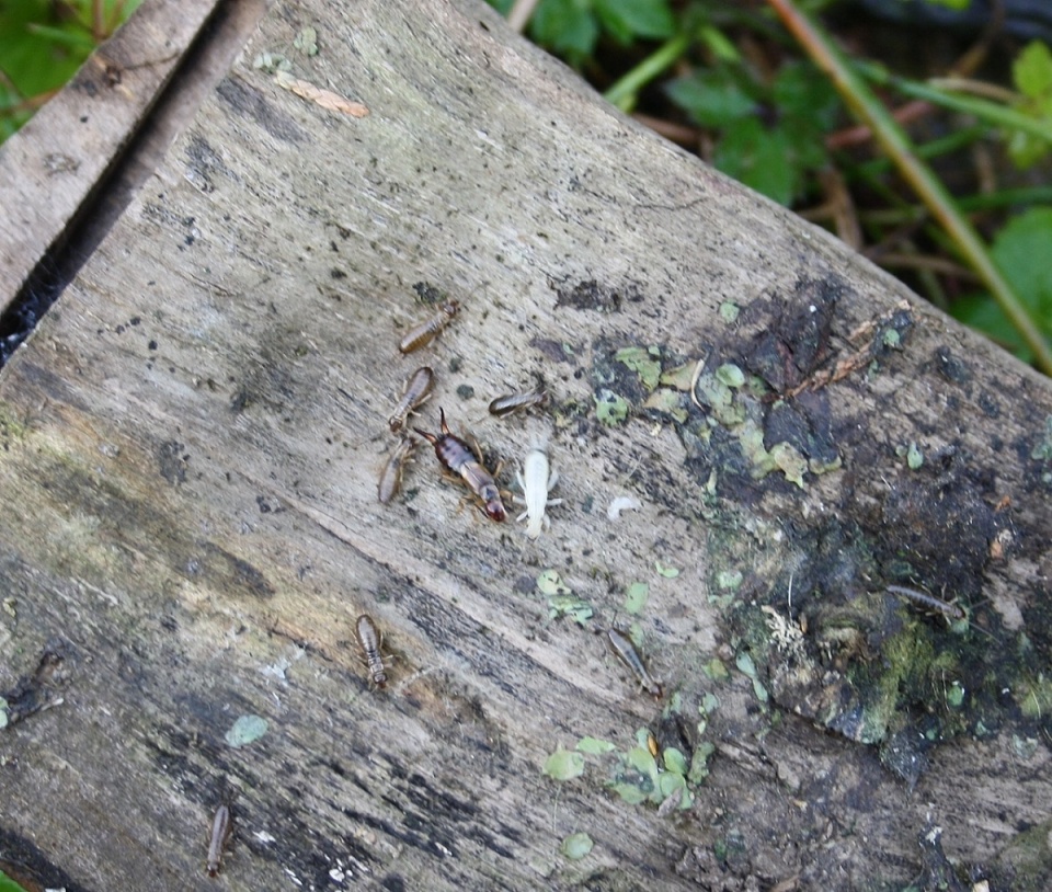 Forky Tails. | Charlie17 | Blipfoto