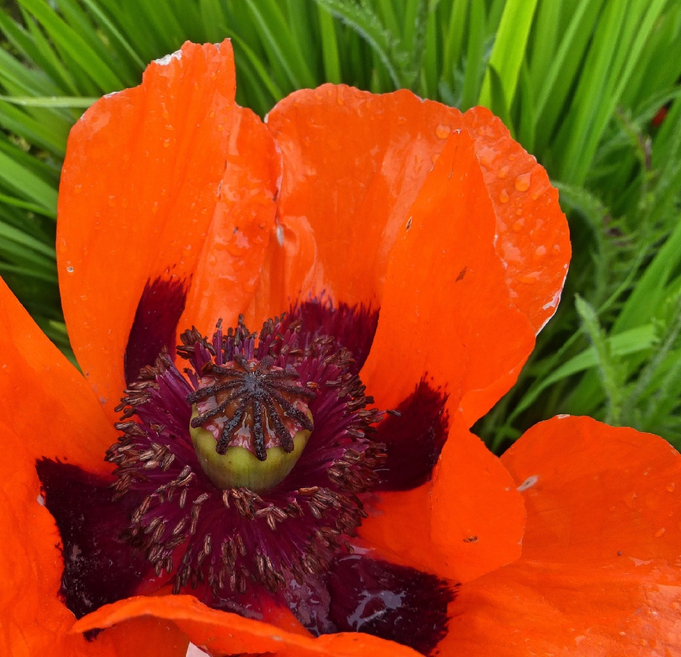 Poppy | Skyegirl | Blipfoto