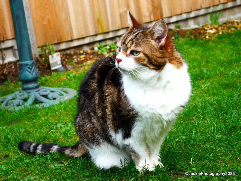 Little Miss Snooty | ThingsBeautiful | Blipfoto