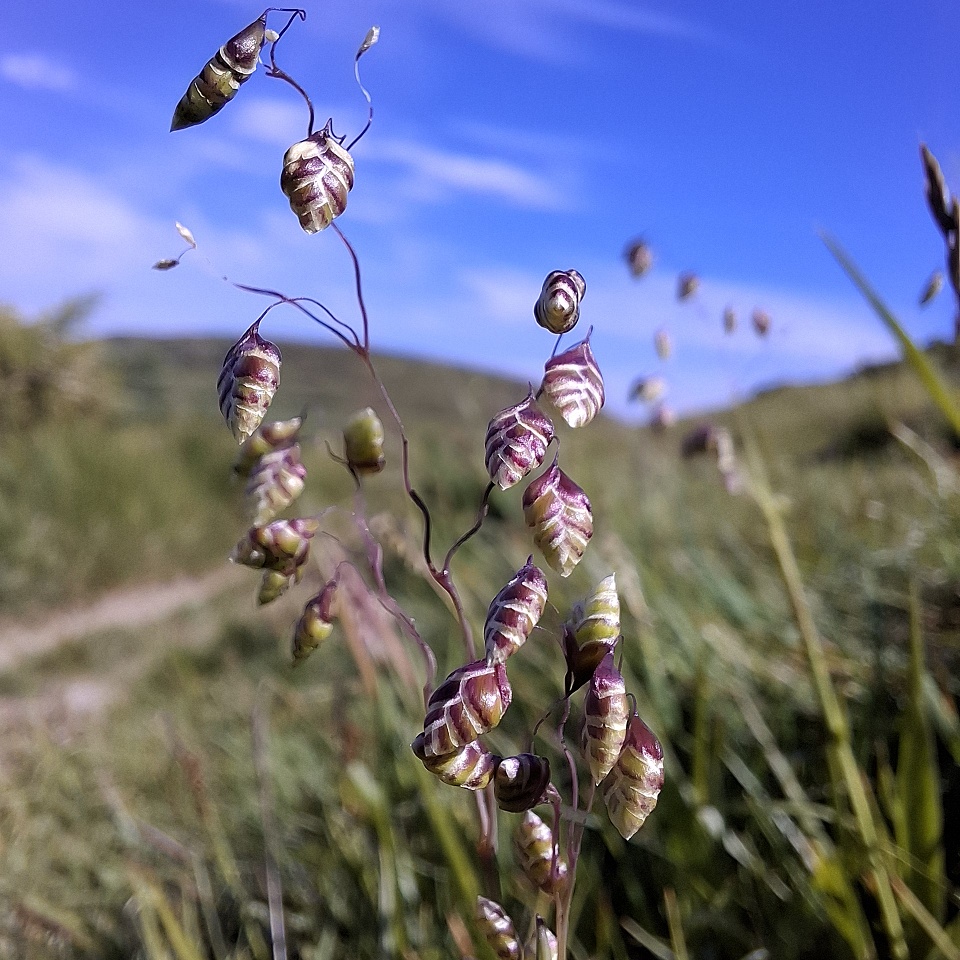 Quaking Grass | TKM | Blipfoto