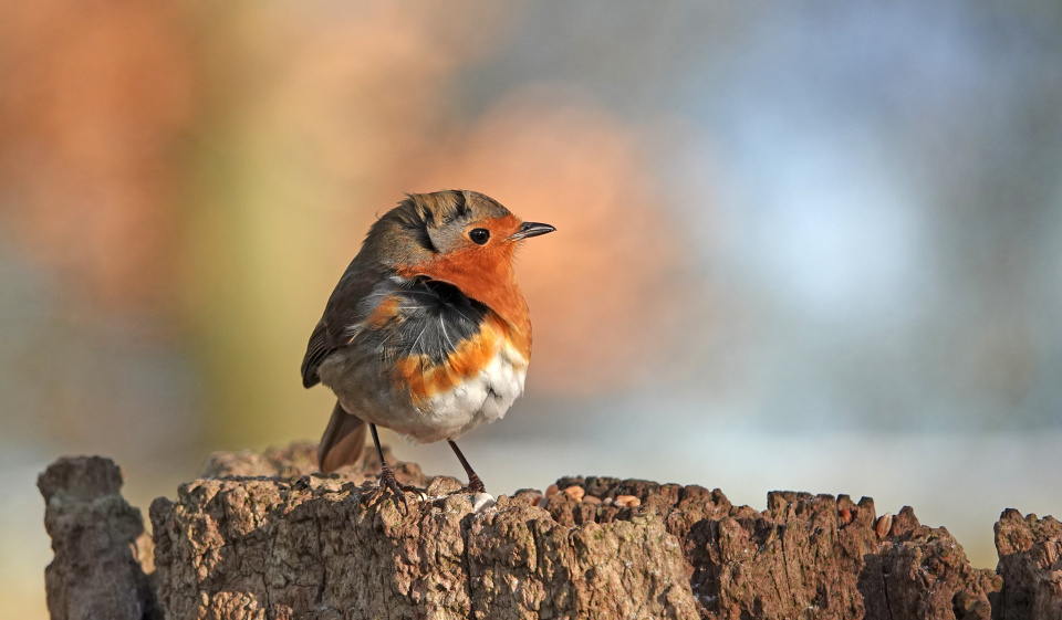 Robin Watching... | Nicpic | Blipfoto