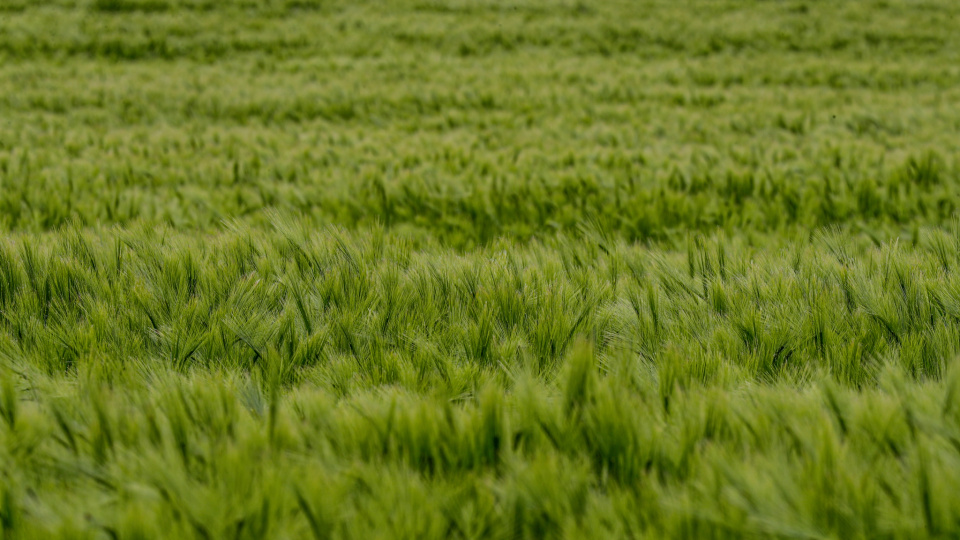 Field textures | NewburyJames | Blipfoto