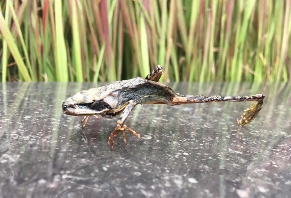 Frog got stuck in our garden chair | Wikke | Blipfoto