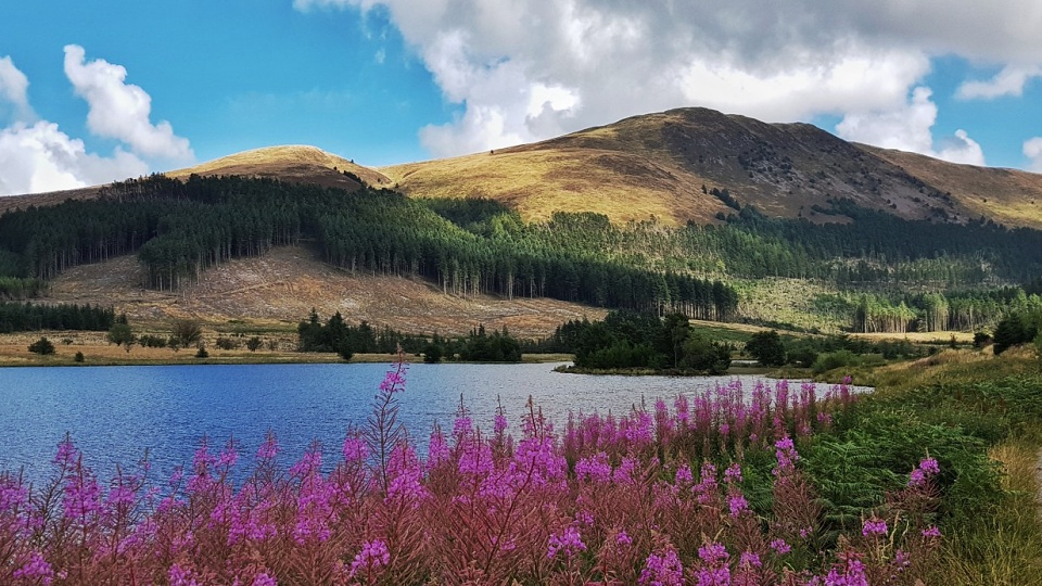 Cogra Moss | trevorearthy | Blipfoto