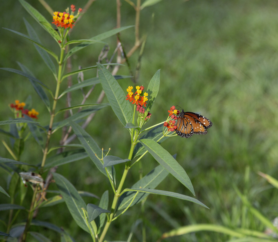 Happy 4th of July | bugsman | Blipfoto