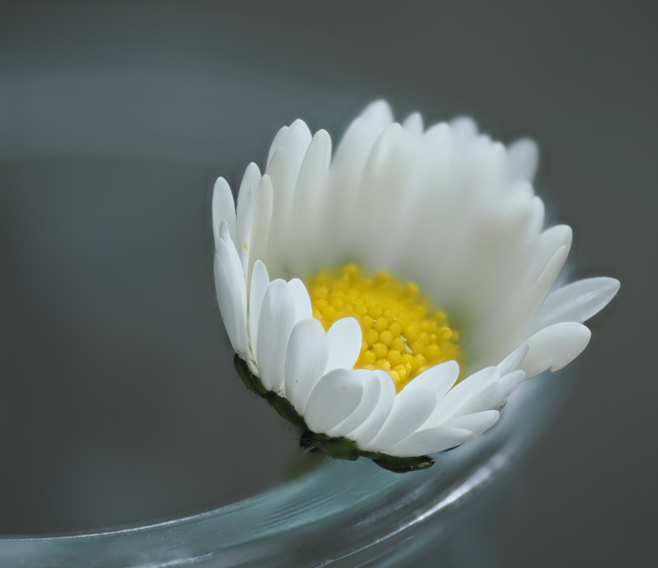 Daisy | Technophobe | Blipfoto