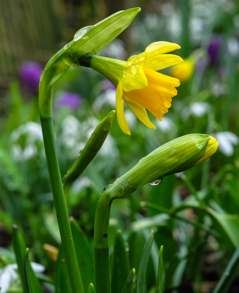 Early Spring? | john39 | Blipfoto