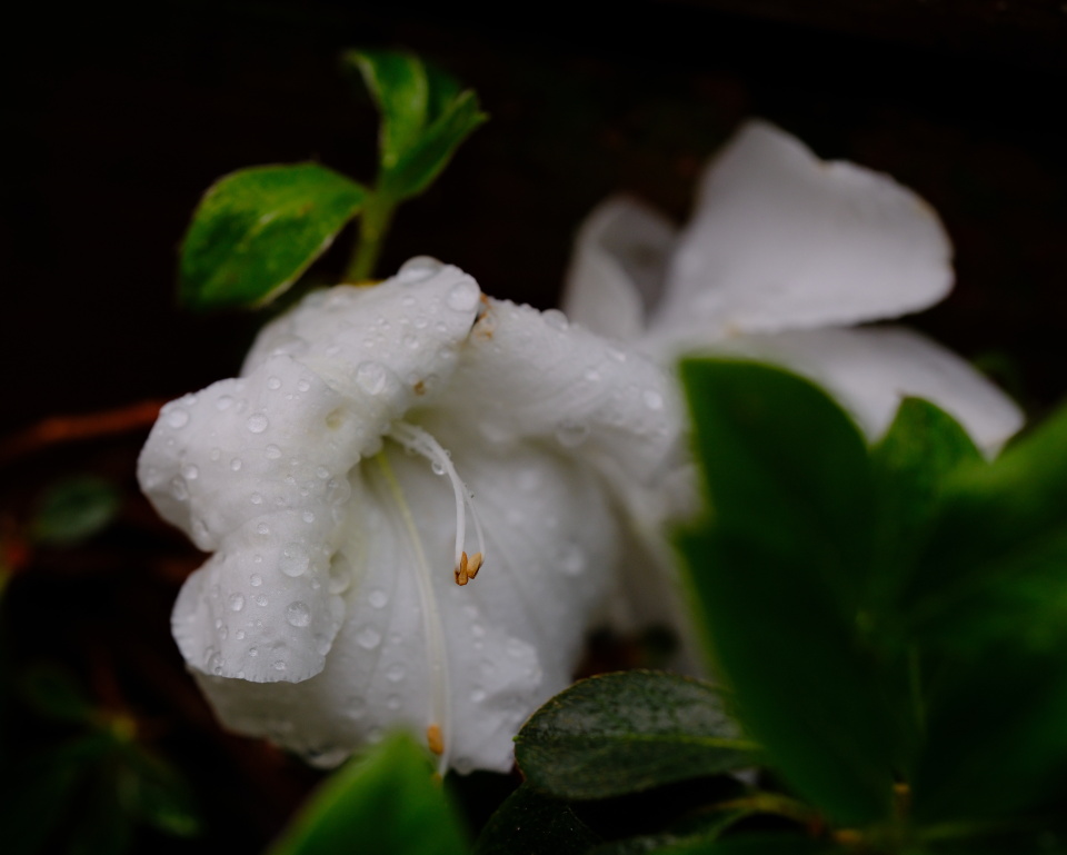White azalea blooming! | Energia | Blipfoto