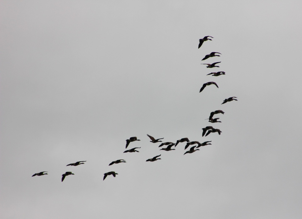 Canada Geese | monkey | Blipfoto