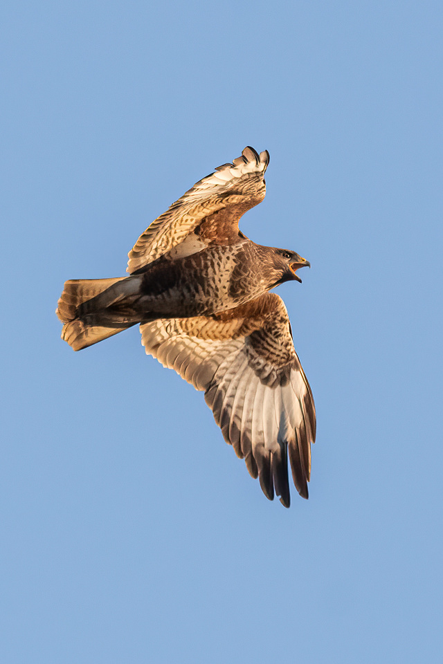 Angry Bird | AH14 | Blipfoto