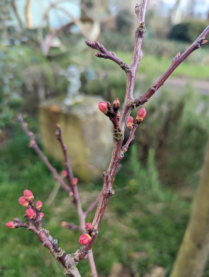 Tree of Many Lives | Melisseus | Blipfoto