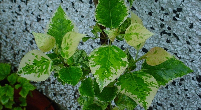 Populus Candicans | doffy | Blipfoto