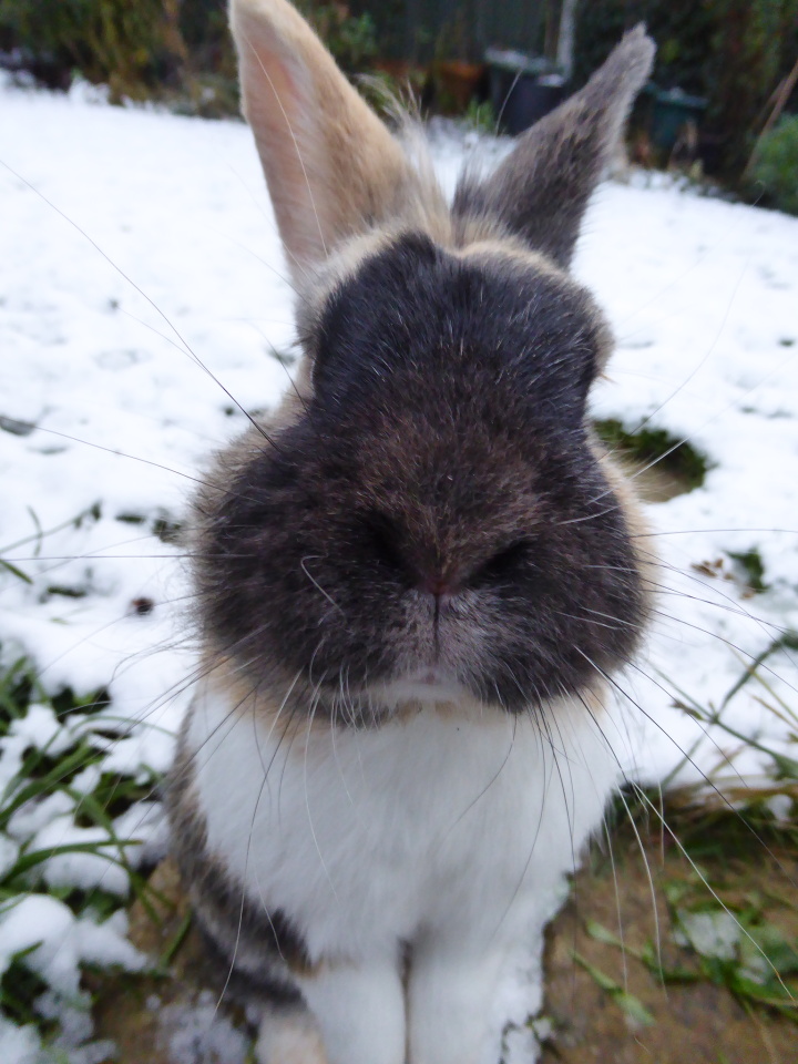 snow bunny | KarenM25 | Blipfoto