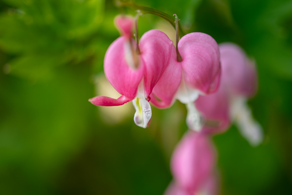 Bleeding Heart | AH14 | Blipfoto