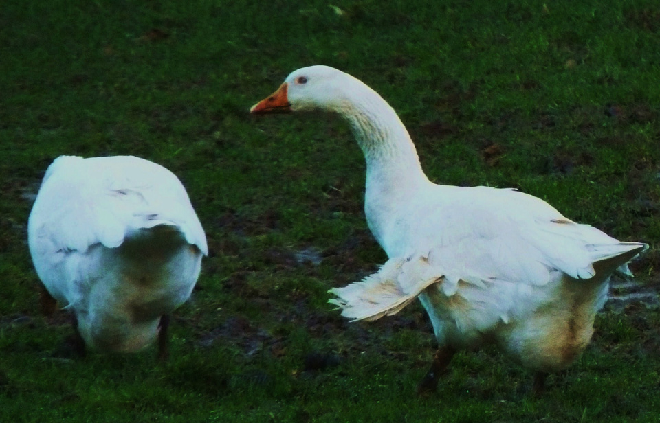 Goosing the goose | spishy | Blipfoto