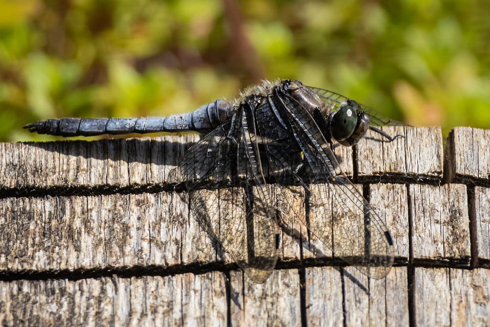 Day 11 - Dragonfly Distance Racing | Bom | Blipfoto