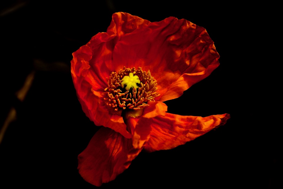leaping poppy | stillandknow | Blipfoto