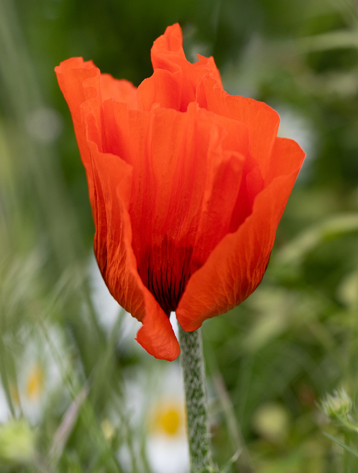 poppy | LesleyAlsford | Blipfoto