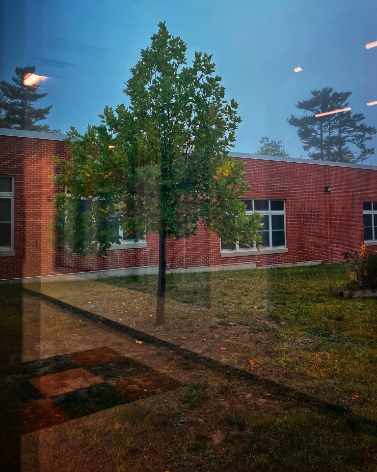 Another View of the Courtyard Tree | madowoi | Blipfoto