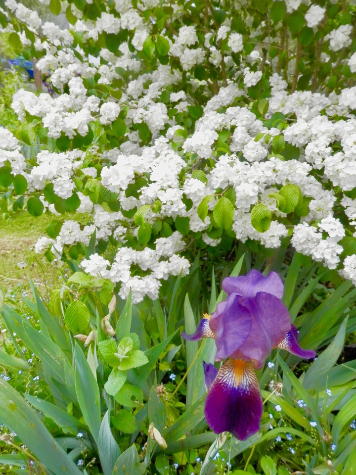 Flower Mystery? | misswinterfinch | Blipfoto