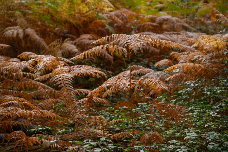 Wet bracken | NickyR | Blipfoto