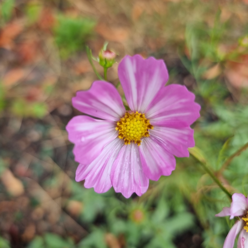 Cosmos | Redberry | Blipfoto