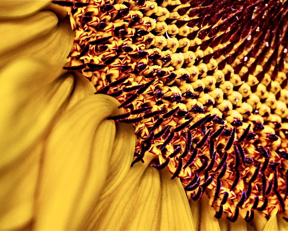Sunflower | maureen6002 | Blipfoto