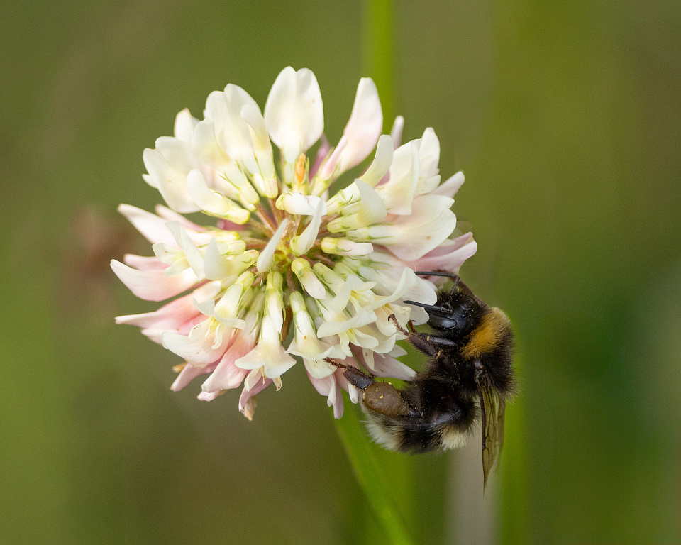 In Clover | Hillyblips | Blipfoto