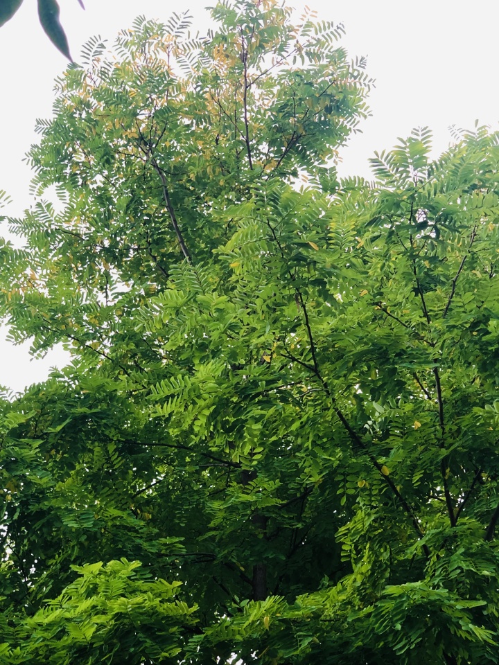 Joe Tree Day | 59 | Blipfoto