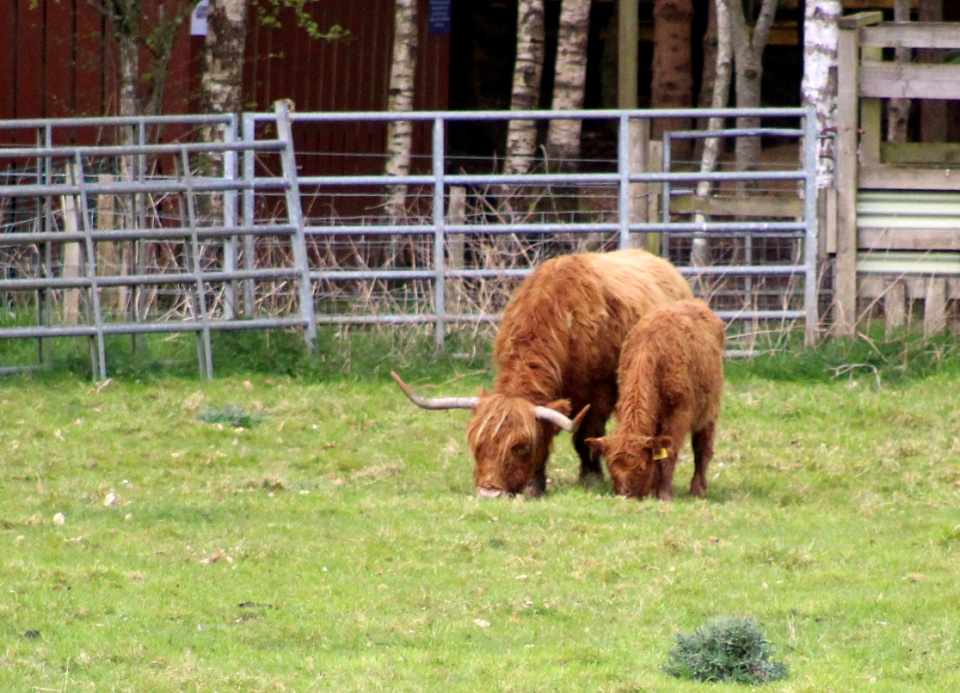 A Little Mooooooooooo-ved | theBroon | Blipfoto