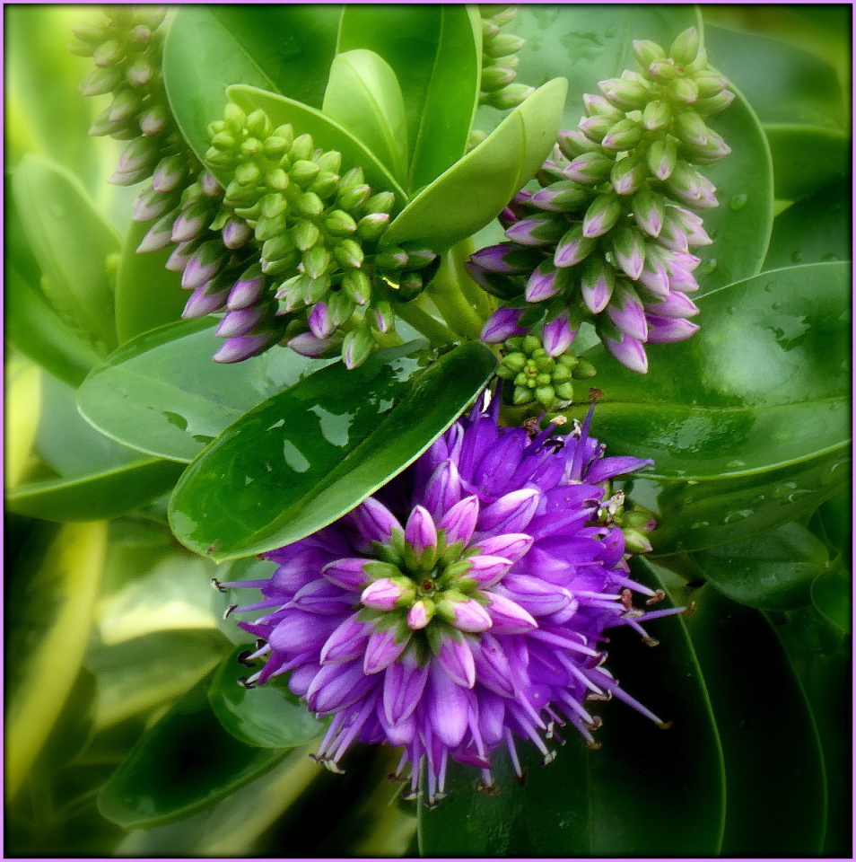 Hardy Hebe! | Meconopsisblue | Blipfoto