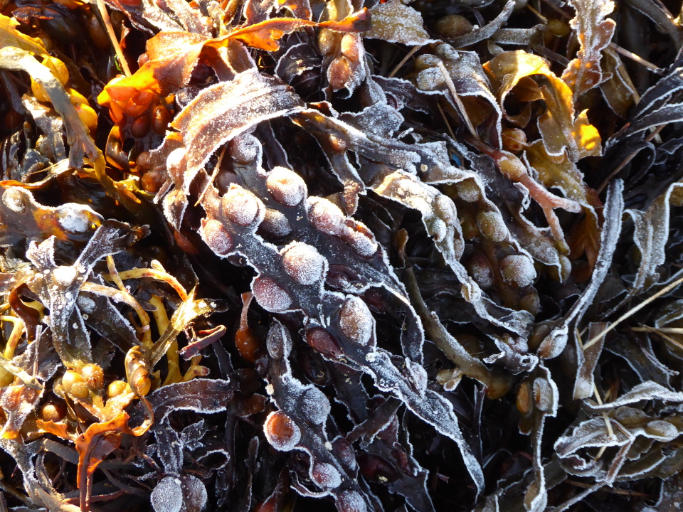 Crispy Seaweed | Poppy | Blipfoto