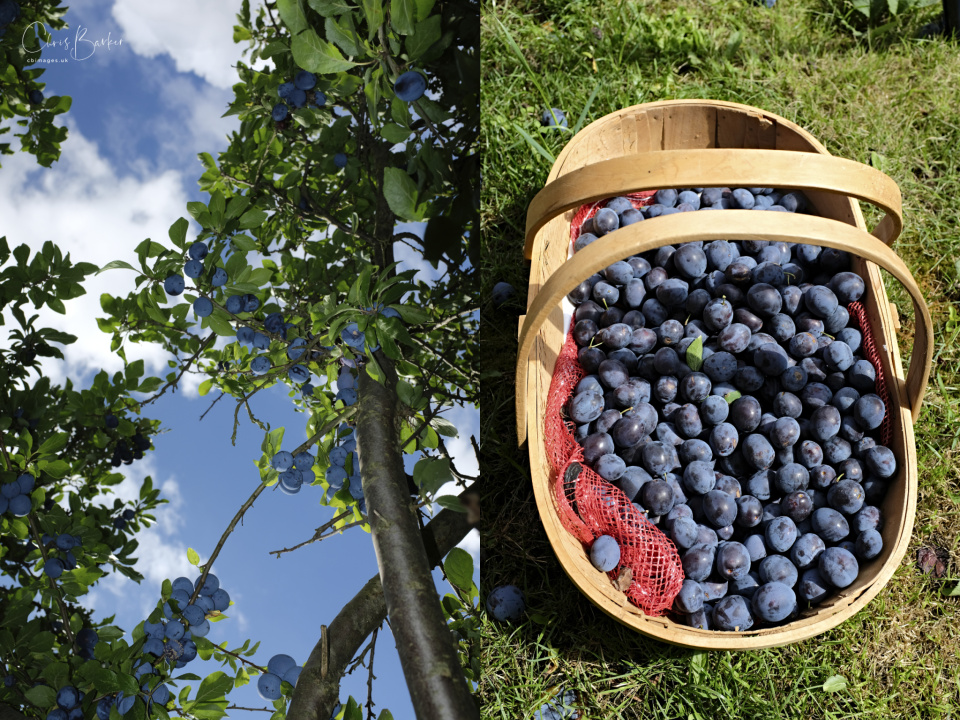 Damsons! | cbimages | Blipfoto