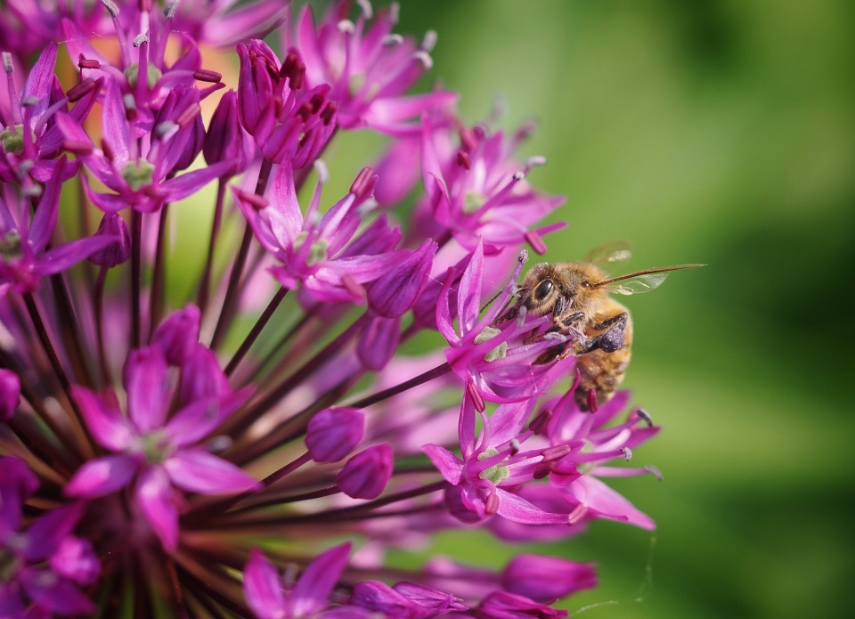 Hovering around the Alliums | Technophobe | Blipfoto