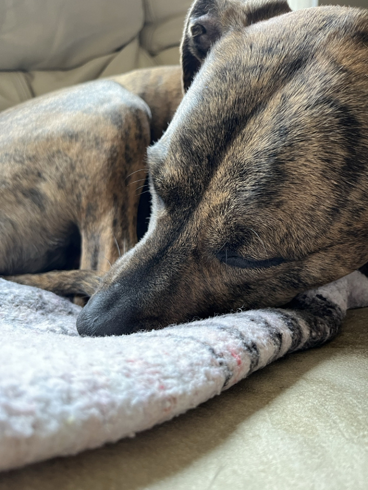 Resting up | dbifulco | Blipfoto