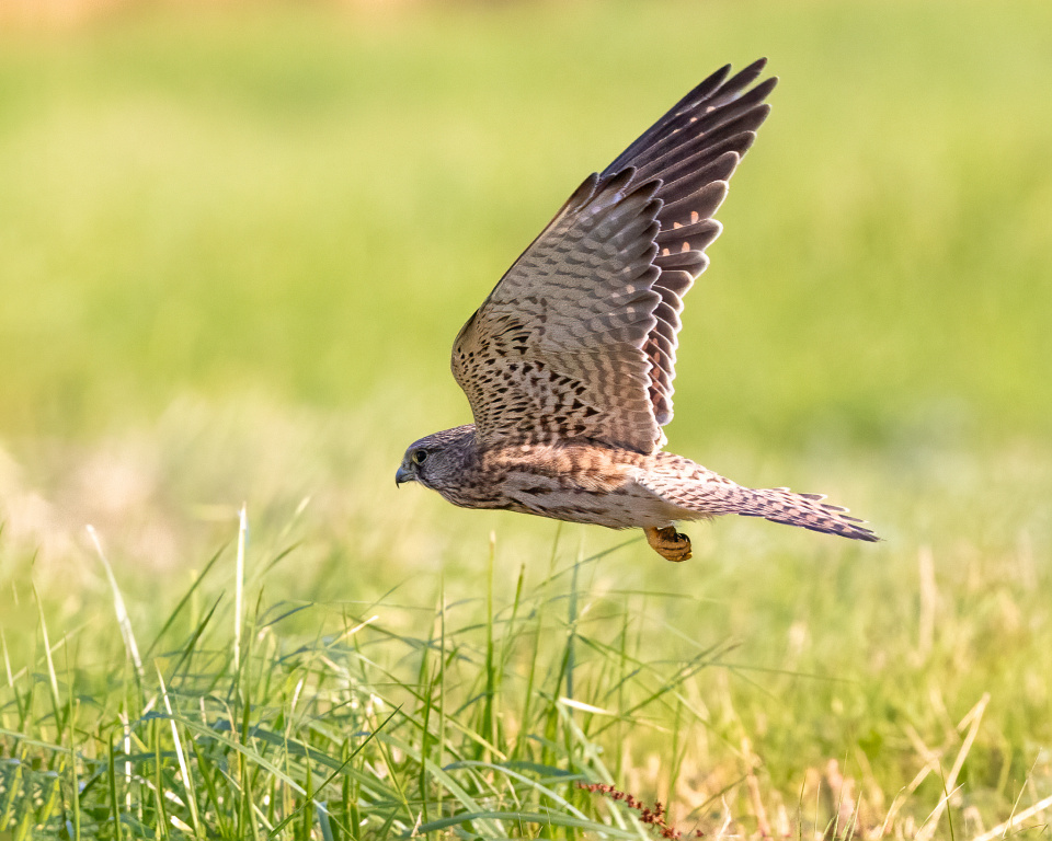 Kestrel Take Off | Hillyblips | Blipfoto