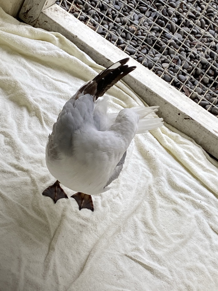 Headless chook????? | GingerNan | Blipfoto