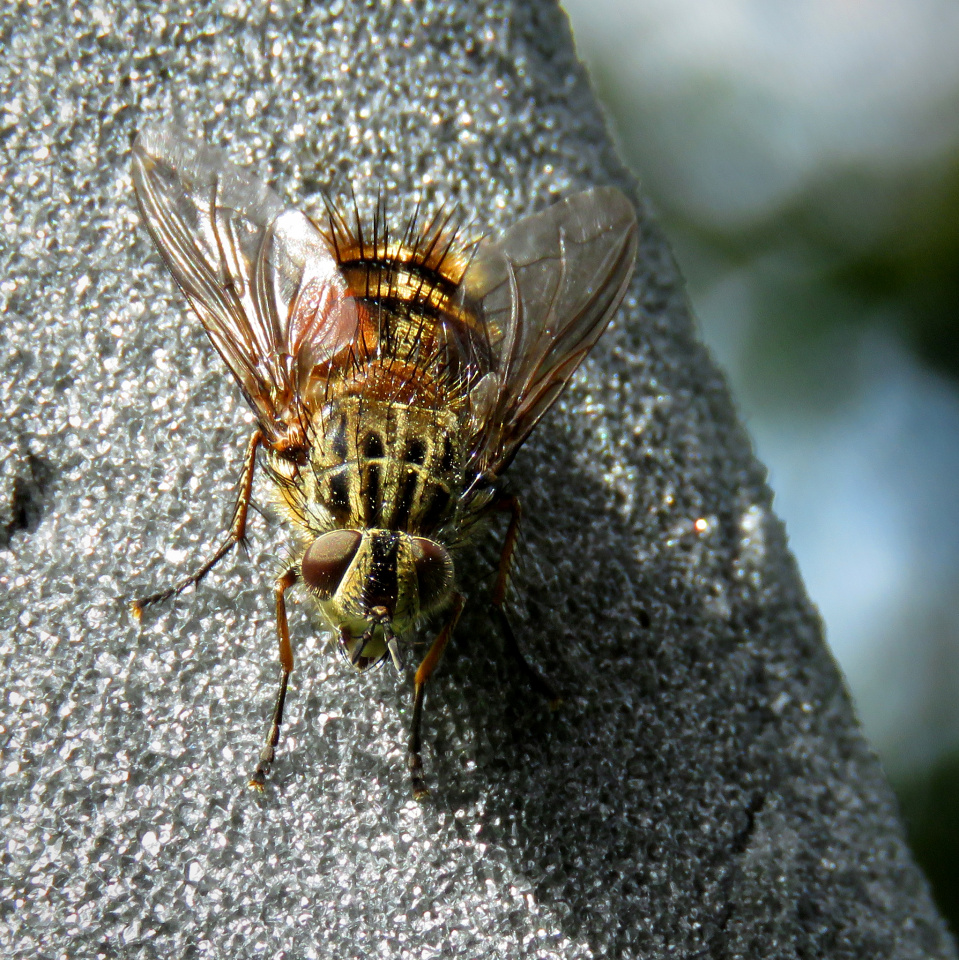 Large Bristle Fly | cabbagetree | Blipfoto